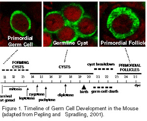 Research - Pepling Research Lab – Syracuse University